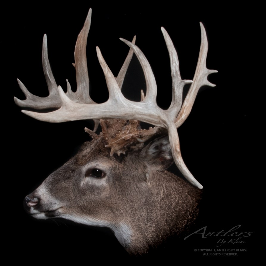 11 Monster Bucks That Are Shrouded in Mystery | Outdoor Life