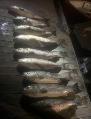Poacher 'Caught Red-Handed' with 14 Oversized Striped Bass | Outdoor Life