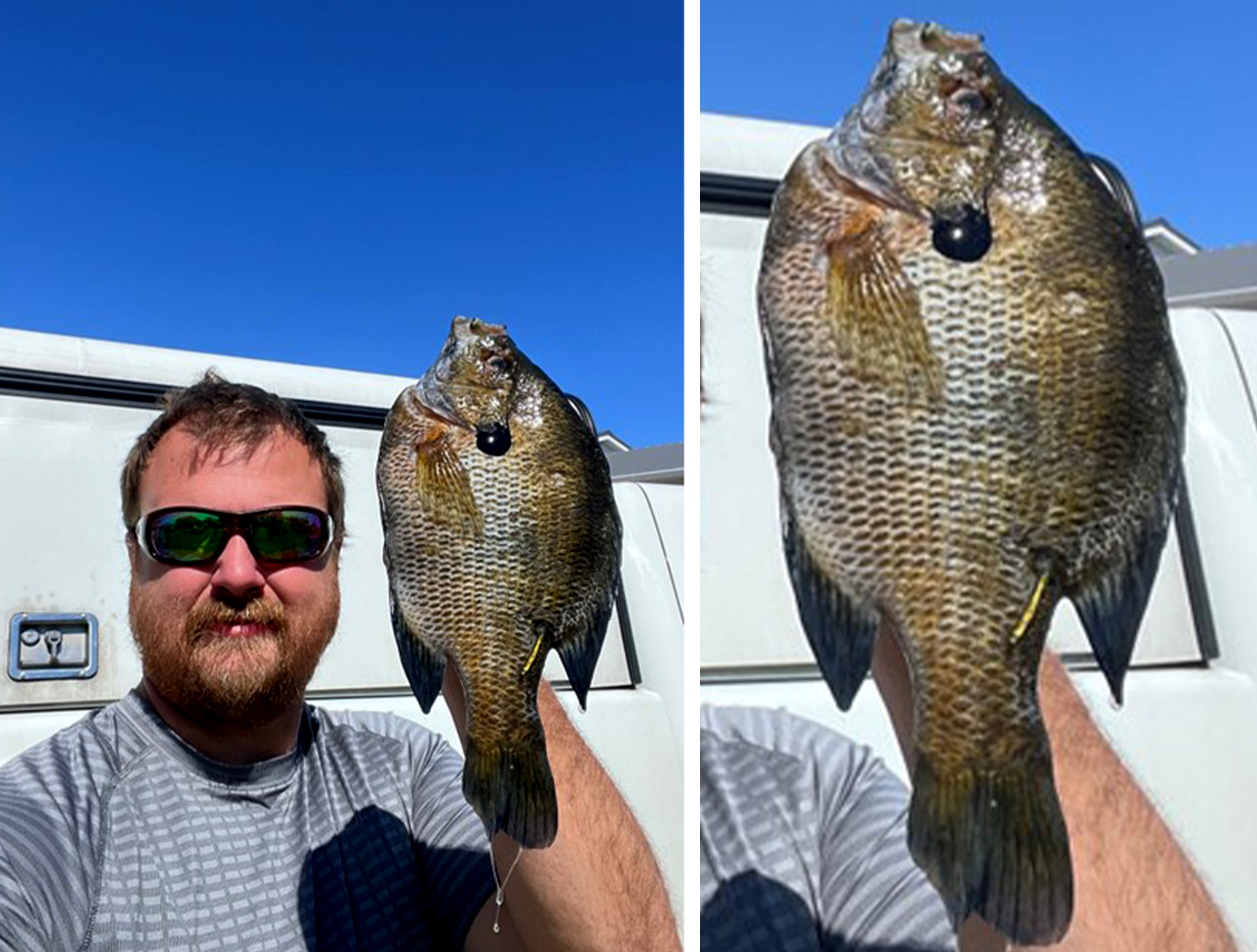 record bluegill