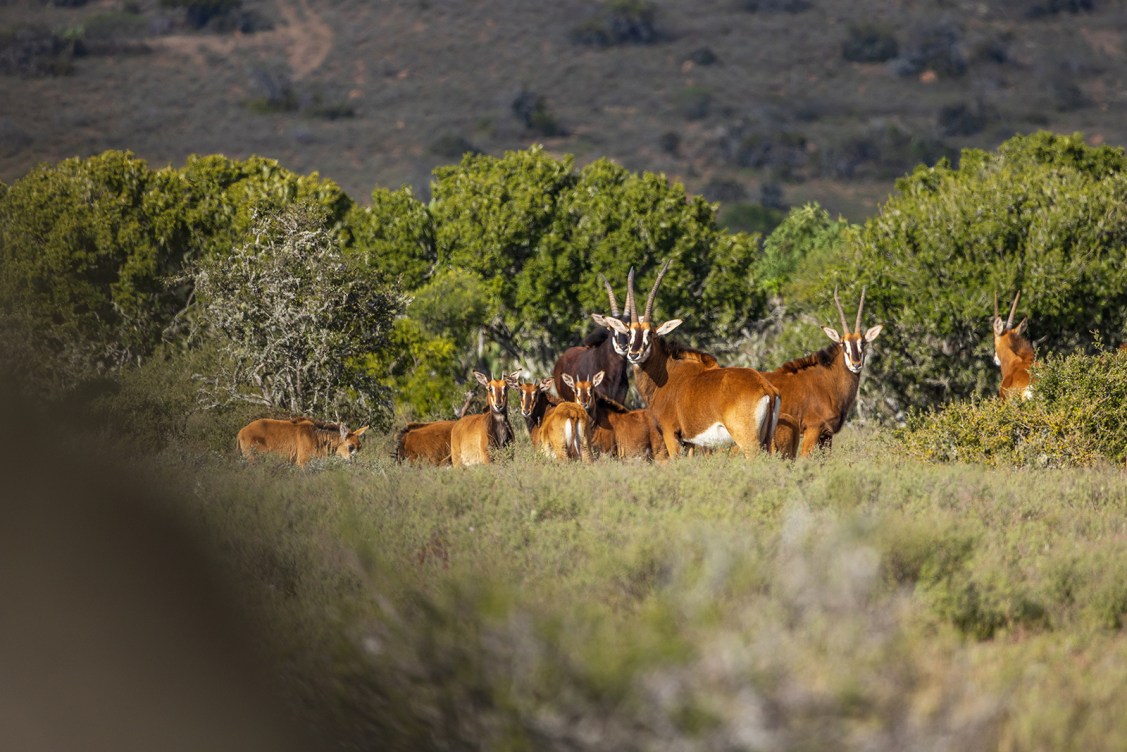 Sable Hunting in South Africa | Outdoor Life