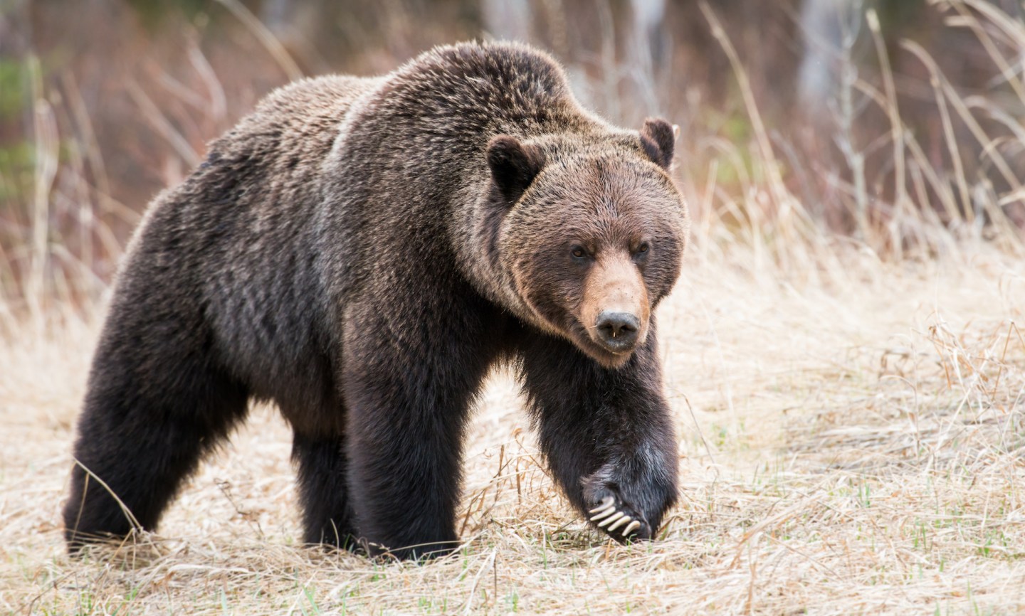 Charged by a Grizzly: A 10mm Glock Saved My Life | Outdoor Life
