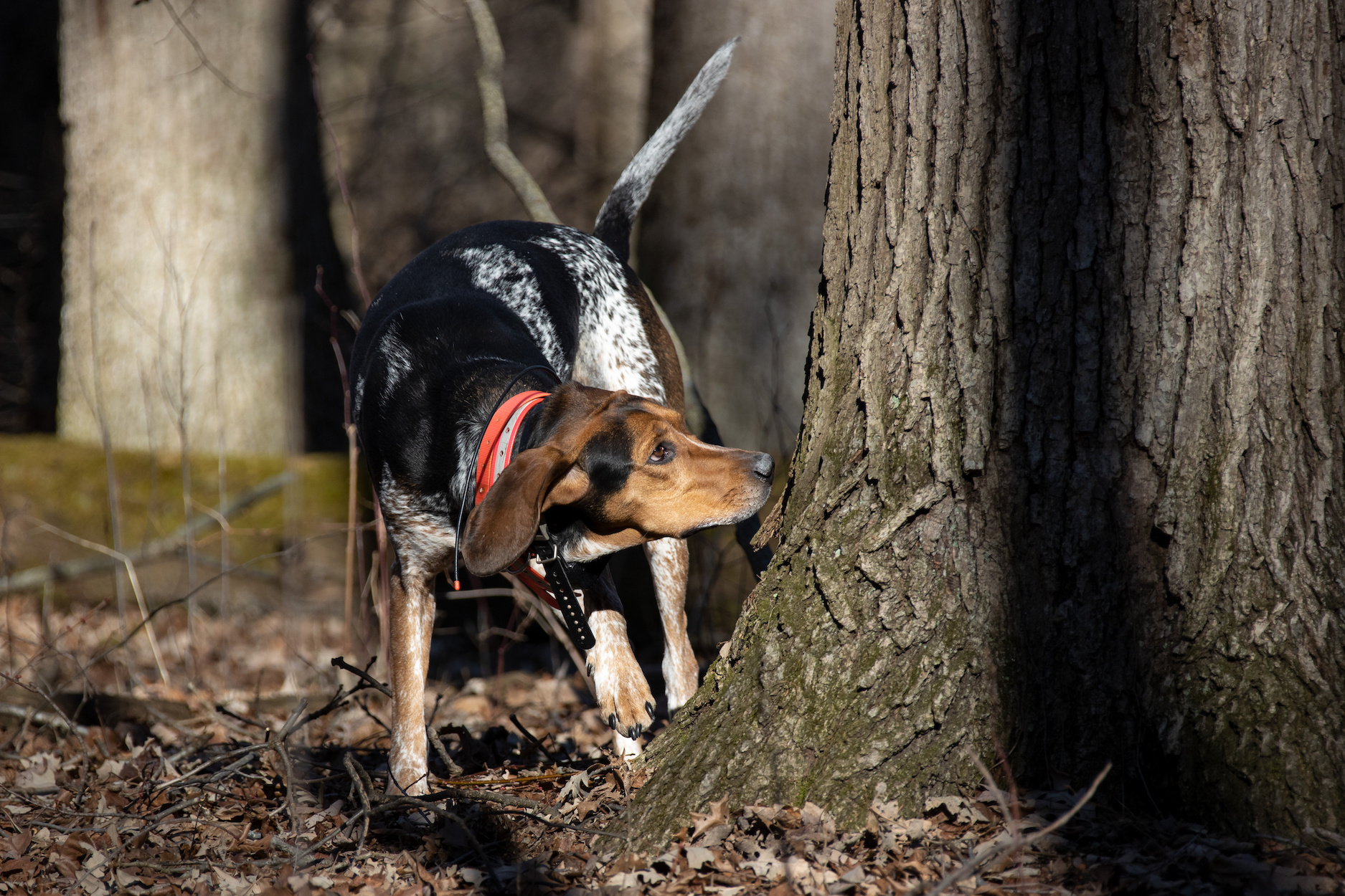 Two Hunting Dogs Were Attacked by Wolves in Wisconsin This Summer
