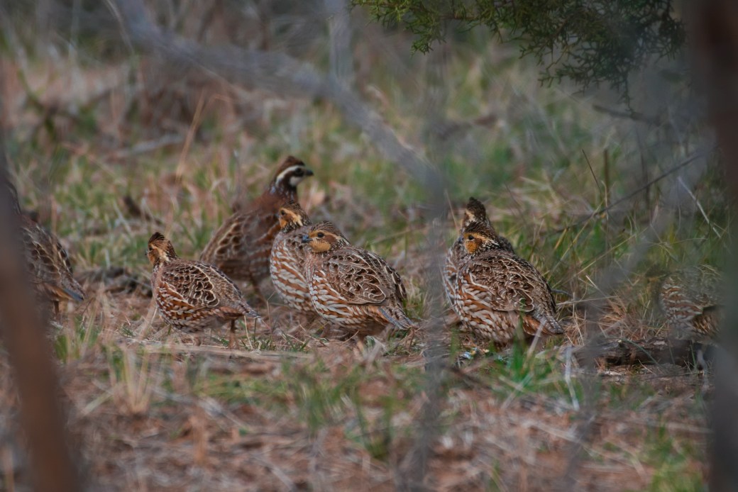 Texas Bird Hunters Helped Fund a New Drug That's Saving Wild Quail