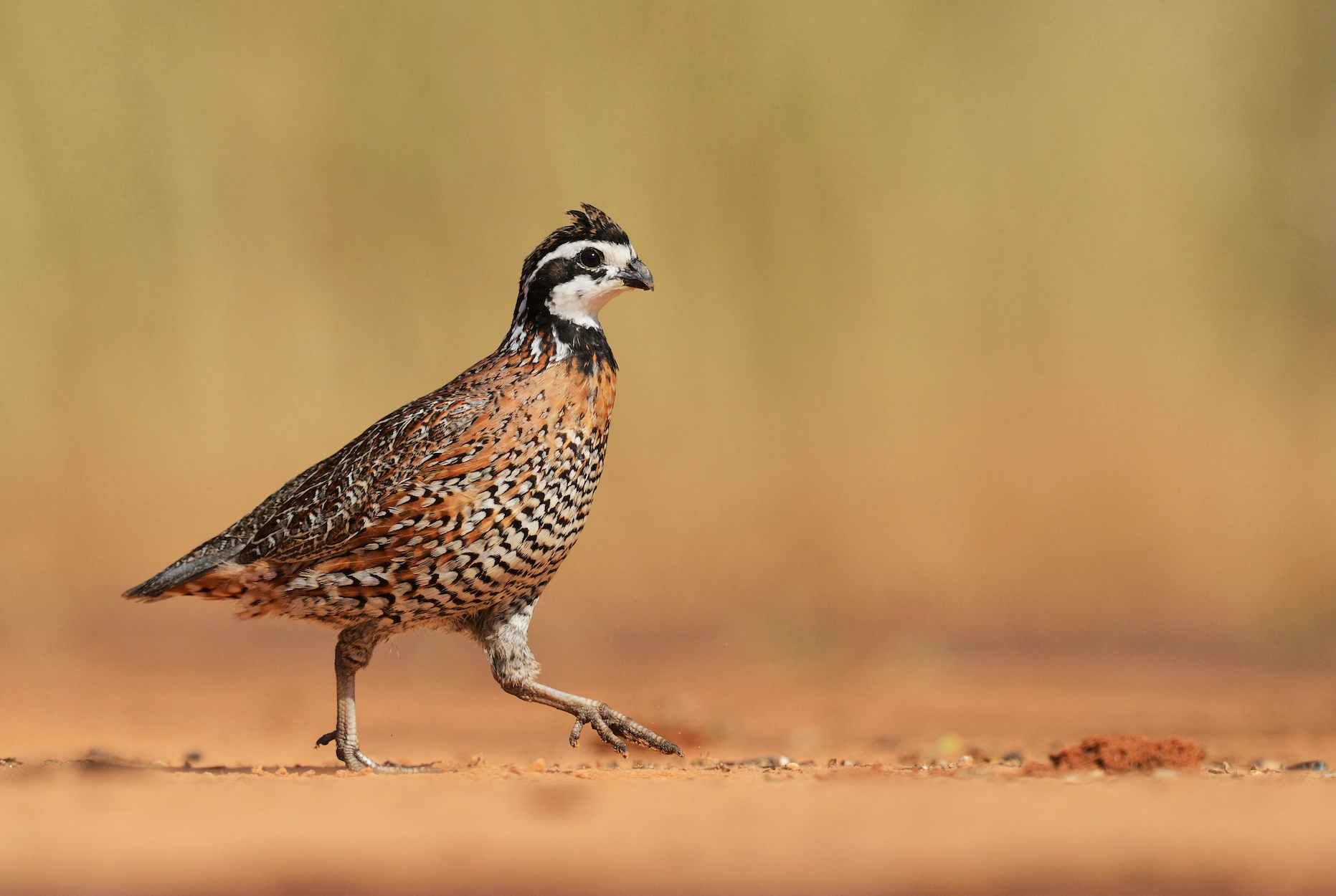 Quail Animal Kiyoshi Mino // Needle Felted Animals: California Quail