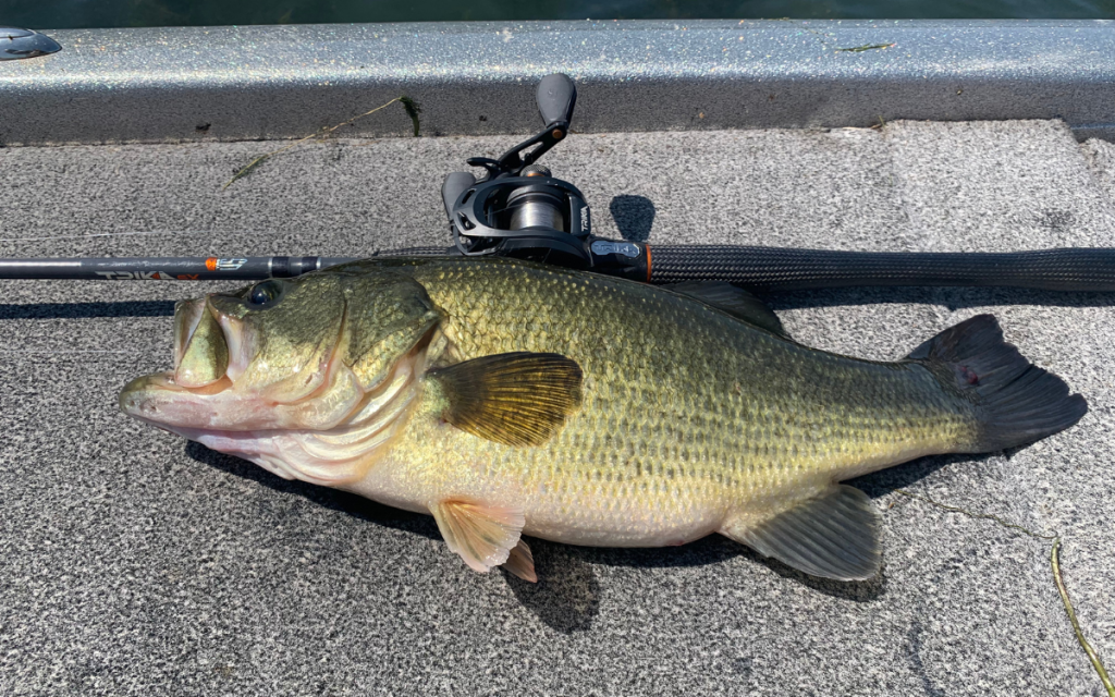 How to Fish the Carolina Rig: A Complete Guide | Outdoor Life