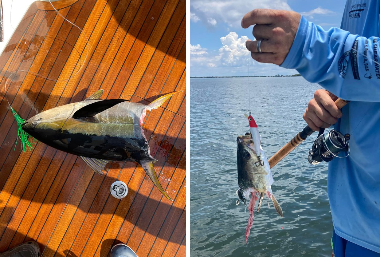 Charter Captains Say the 'Taxman' Is Out of Control as Shark ...