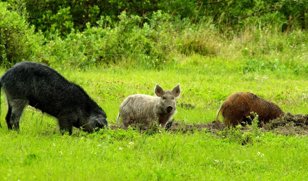 As If Feral Hogs Weren’t Bad Enough, They Likely Help Spread Invasive ...
