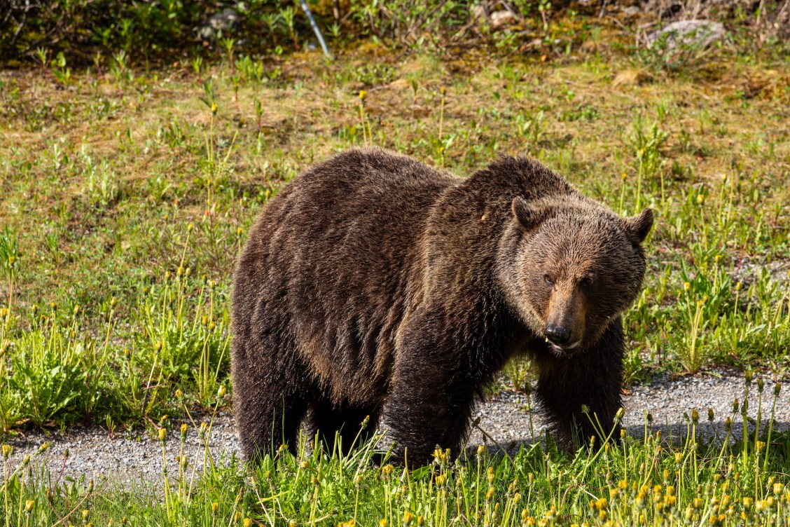 Alberta Brings Back Grizzly Hunting, But Only for 'Problem' Bears ...