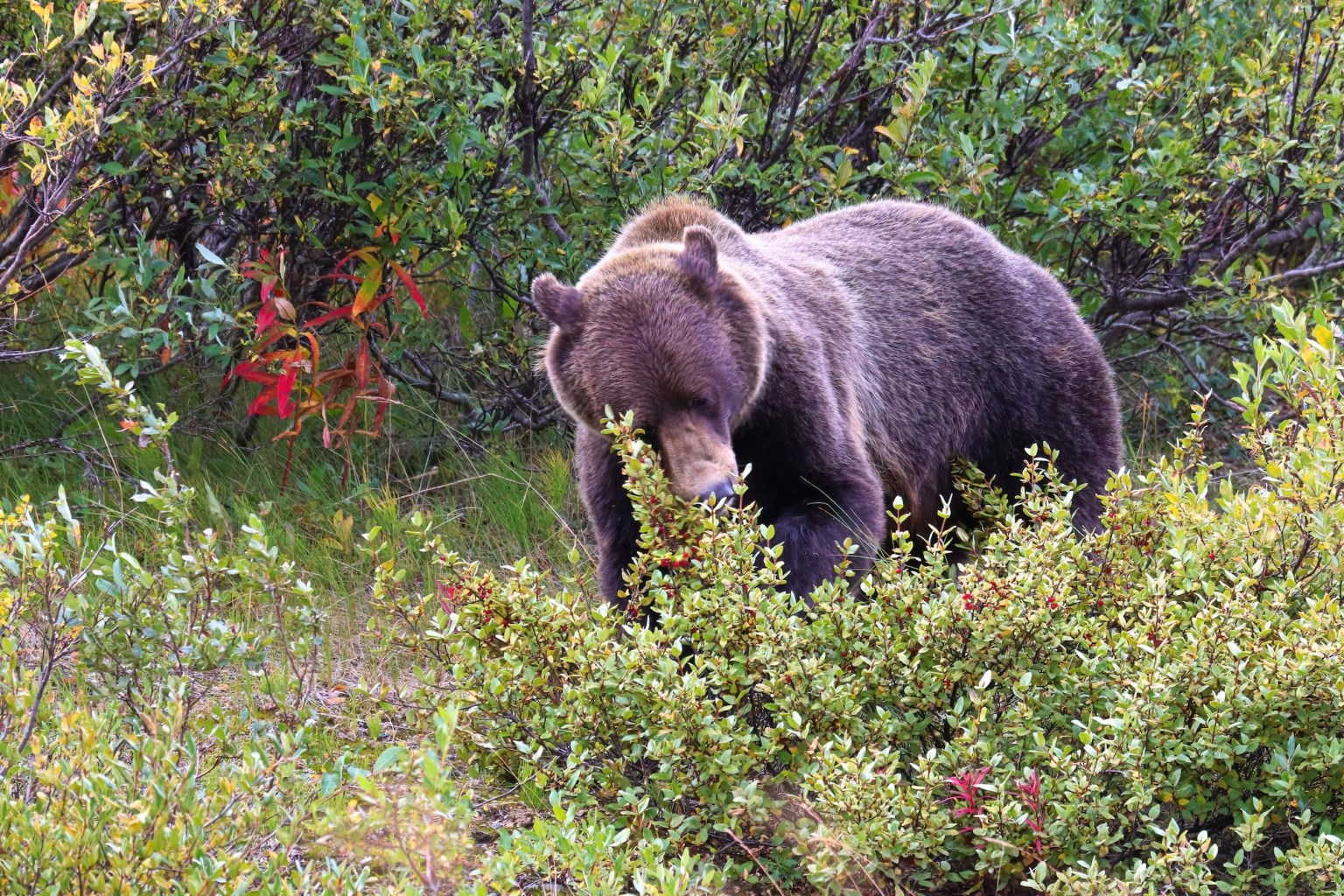 72-Year-Old Berry Picker Shoots Montana Grizzly That Attacked Him