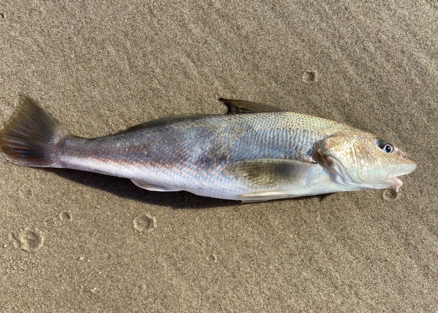 How to Catch Saltwater 'Panfish' on Your Family Vacation | Outdoor Life