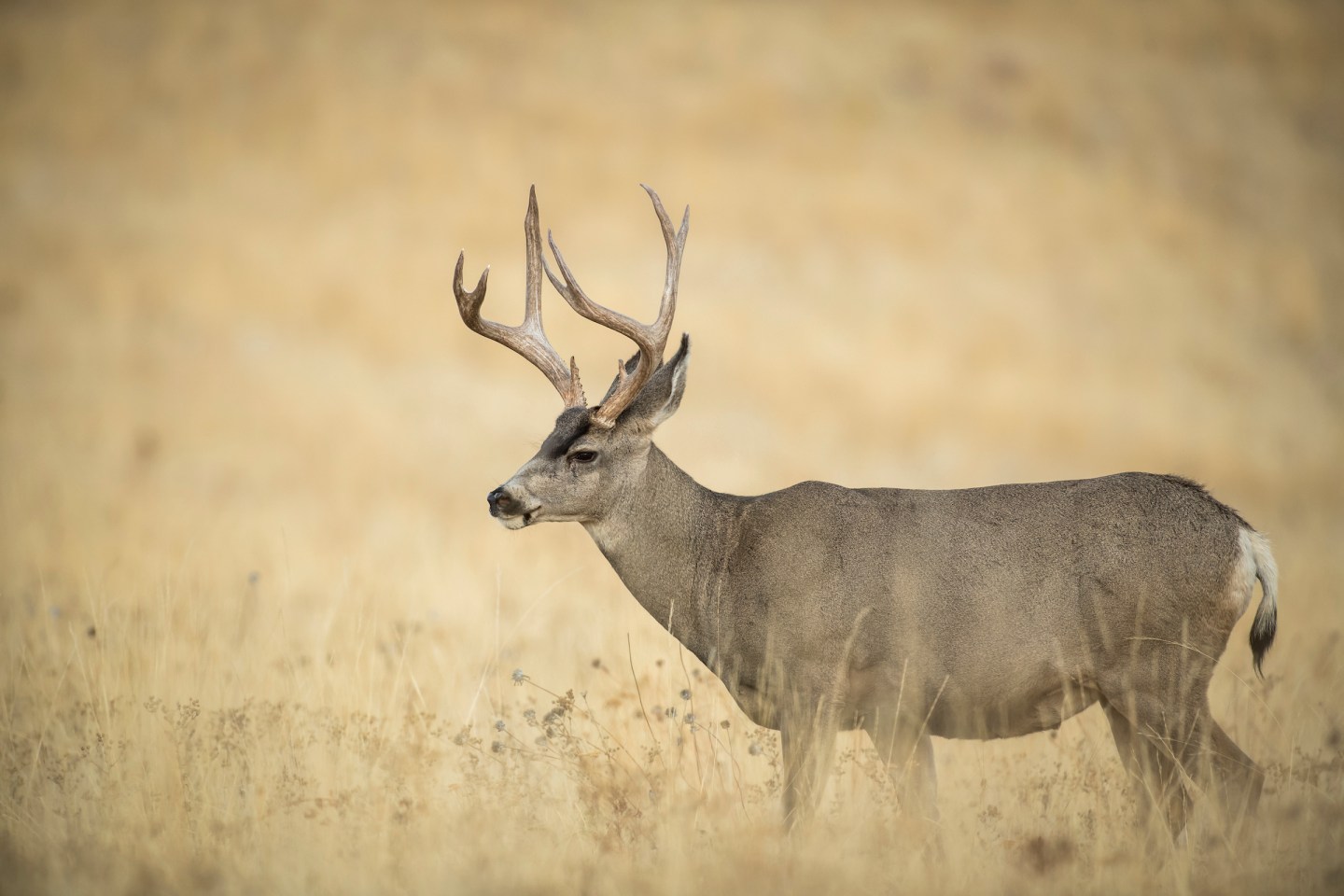 Are Chronic Wasting Disease Fears Making People Quit Deer Hunting ...