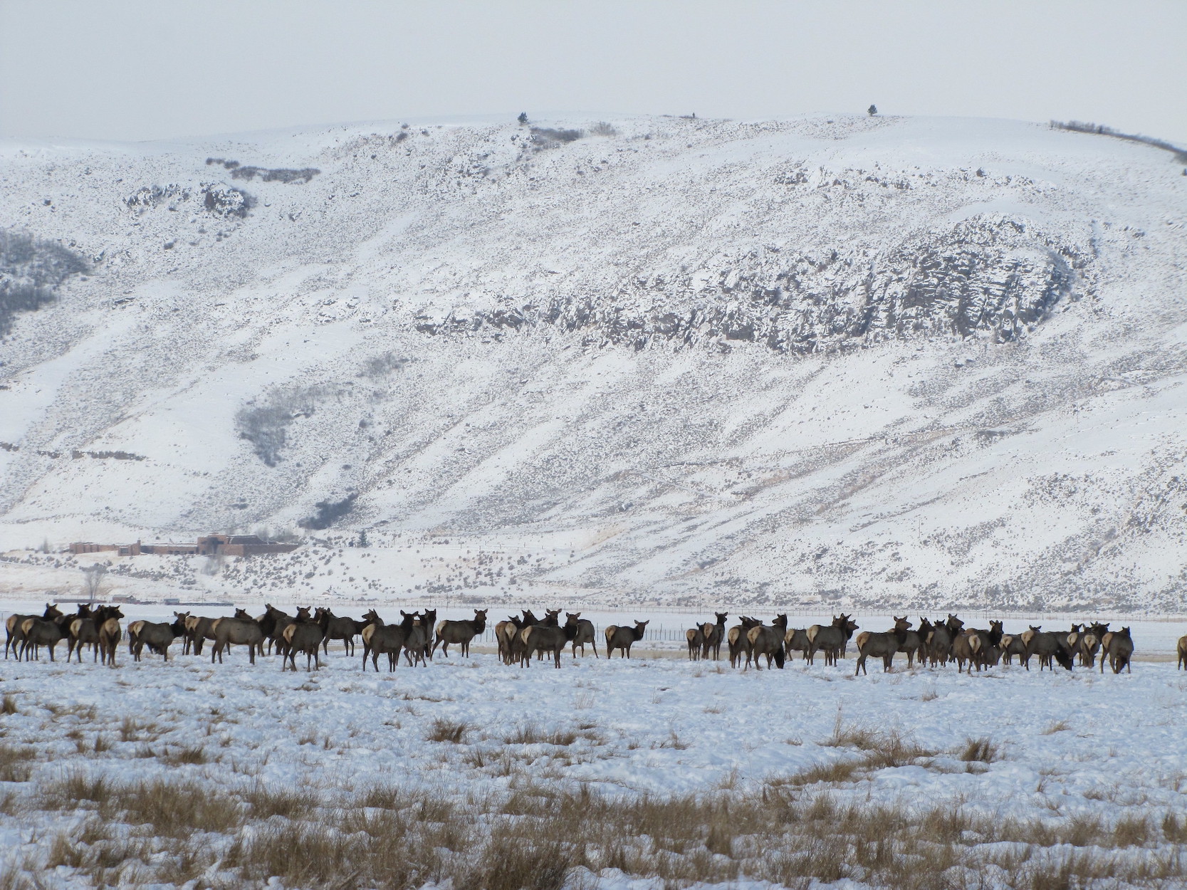 Judge Says Montana Landowners Don't Have 'Absolute Freedom' to Kill Elk