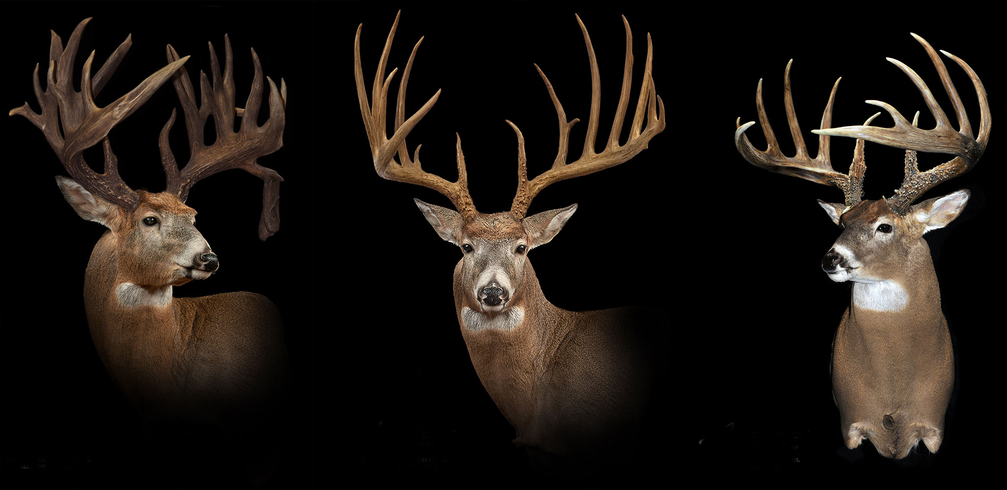 11 Monster Bucks That Are Shrouded in Mystery | Outdoor Life