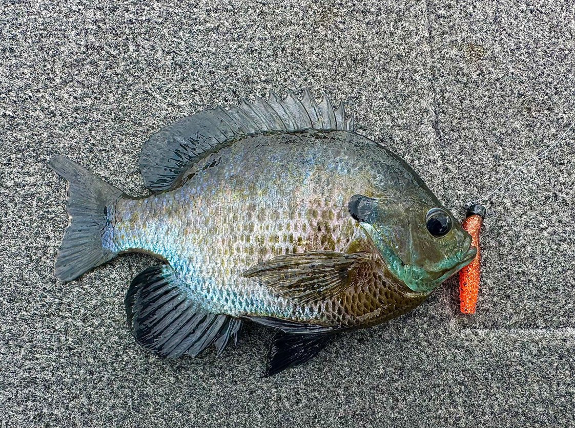 Micro Ned Rigs: The Ultimate Bait for Targeting Bluegills and Bass at ...