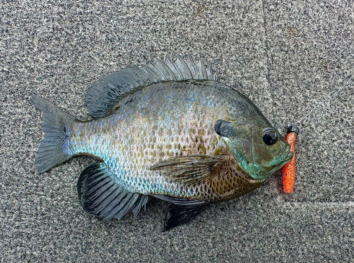 Micro Ned Rigs: The Ultimate Bait for Targeting Bluegills and Bass at ...