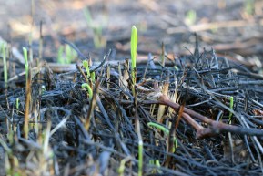 No, Your Prescribed Burn Isn’t Killing Loads of Fawns and Turkey Poults