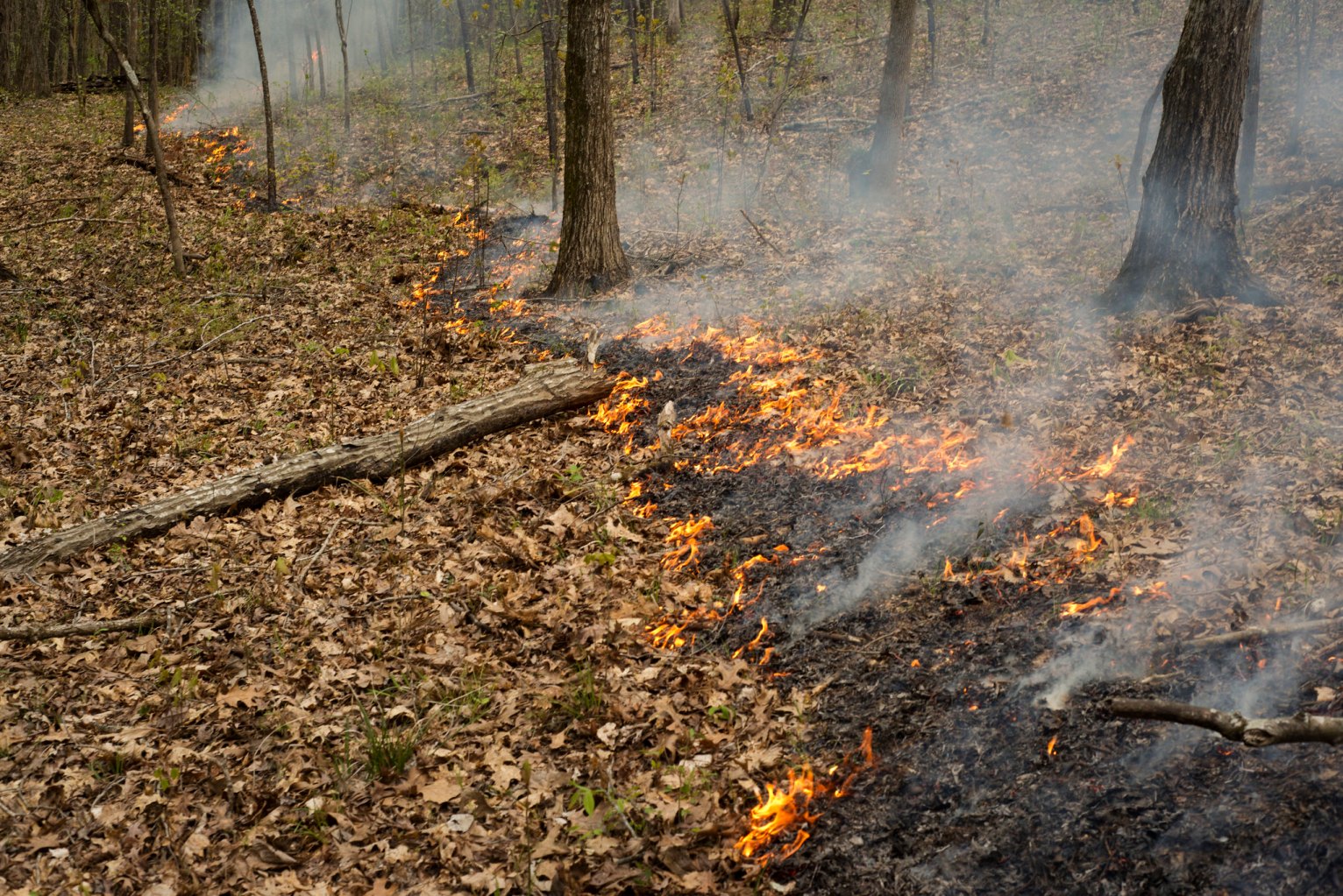 No, Your Prescribed Burn Isn’t Killing Loads of Fawns and Turkey Poults