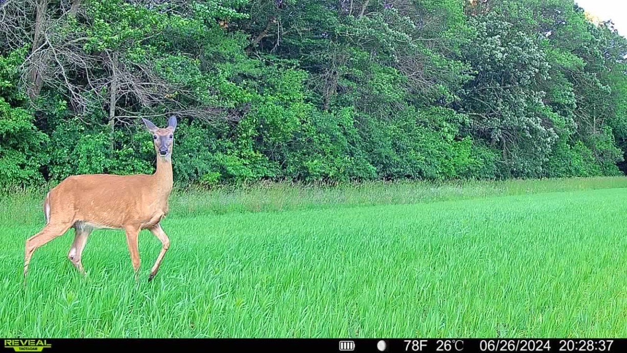 The Best Cellular Trail Cameras of 2025, Tested and Reviewed