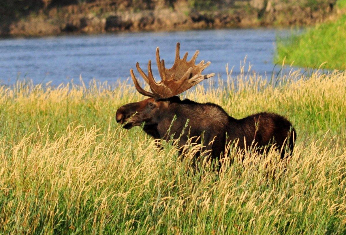 Software Glitch Wrongly Awards Special Tags to 738 Hunters