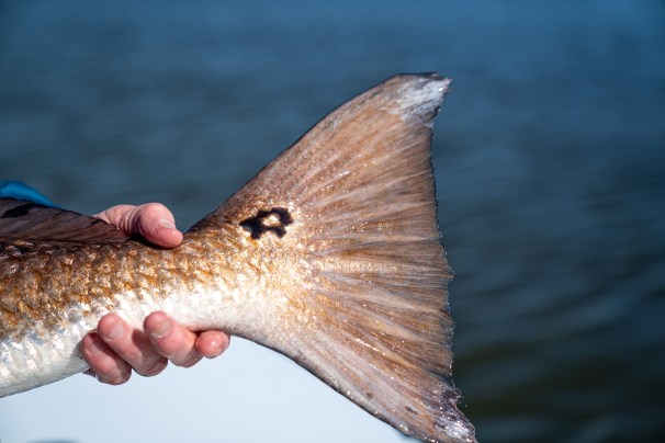 Texas Will Stock Its One Billionth Saltwater Gamefish This July