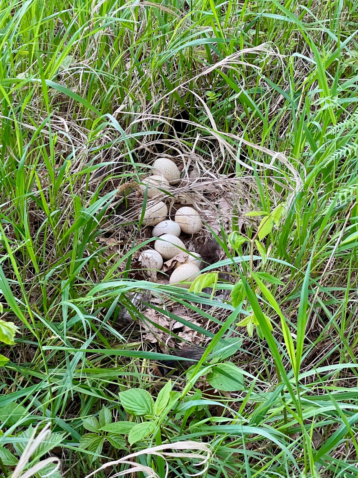 No, Your Prescribed Burn Isn’t Killing Loads of Fawns and Turkey Poults