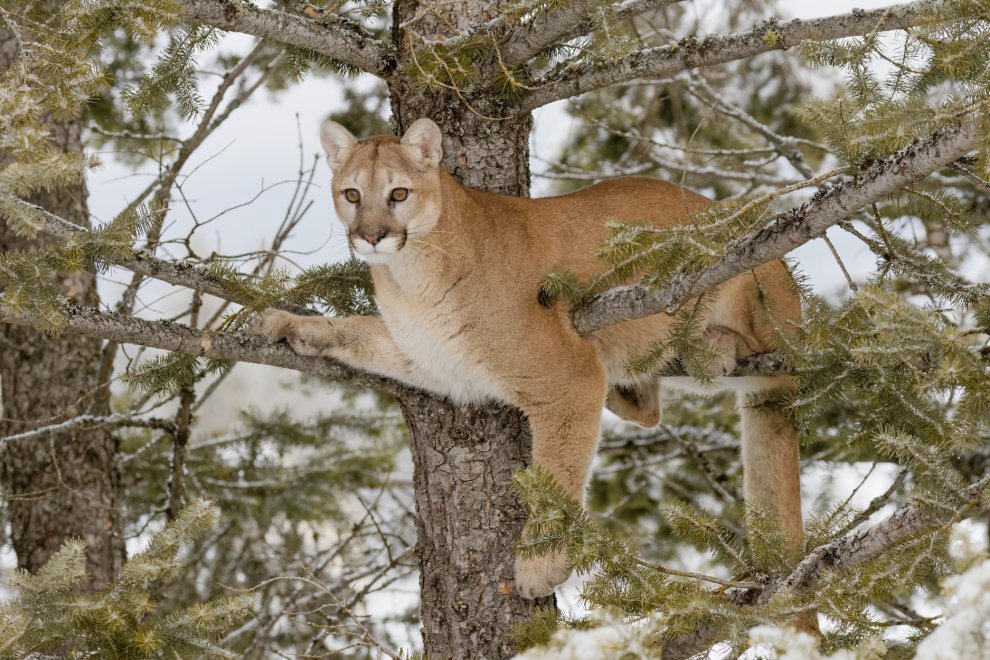 Wade Lemon to Serve Prison Time for Leading 'Canned' Mountain Lion Hunts