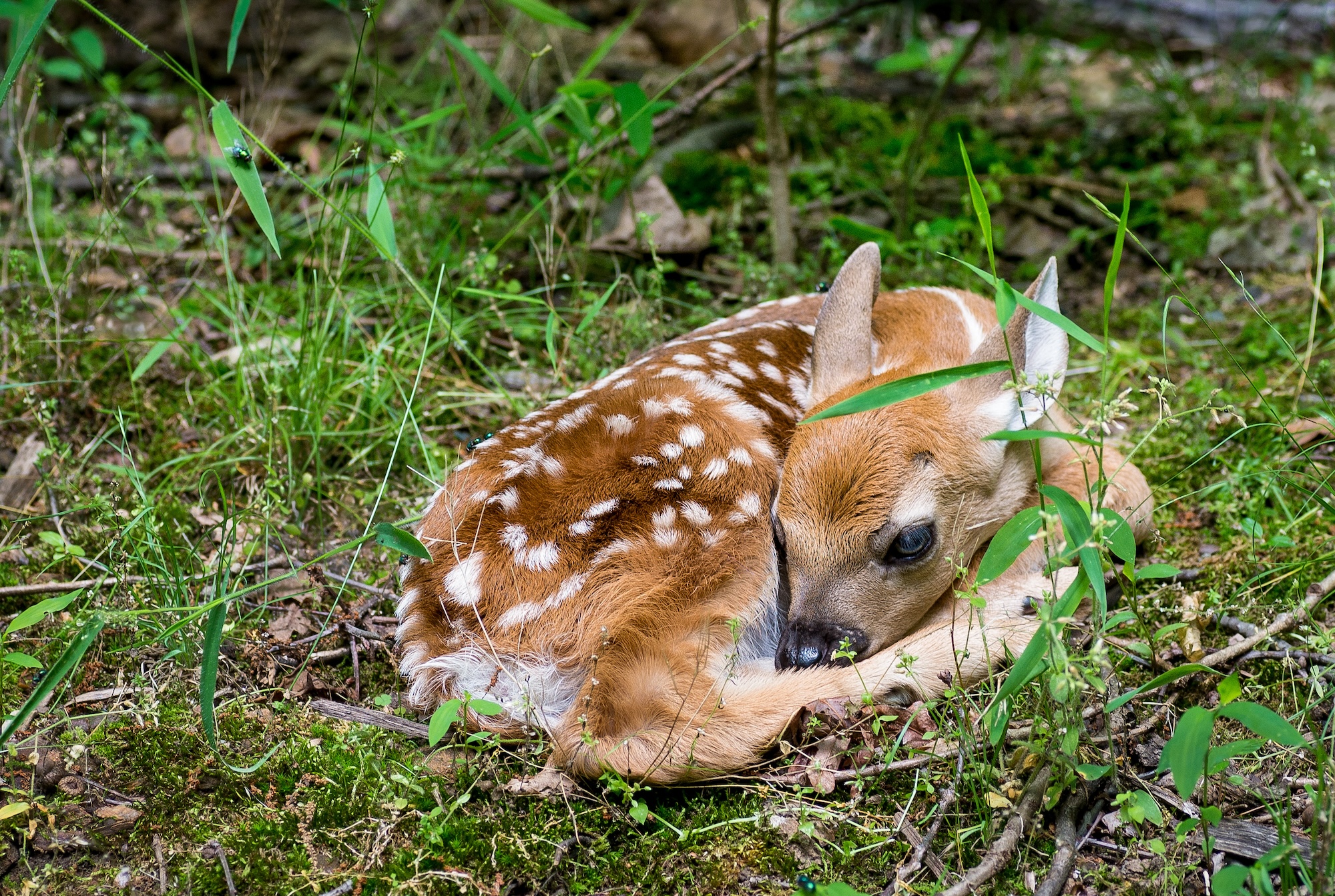 With the Spread of Chronic Wasting Disease, It’s Now Illegal to ...