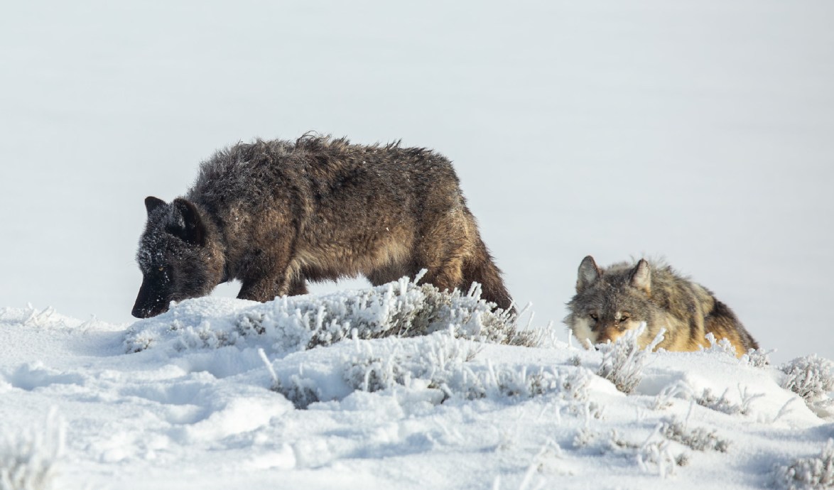 How to Hunt Wolves: Wolf Hunting Tips and Tactics from the Experts
