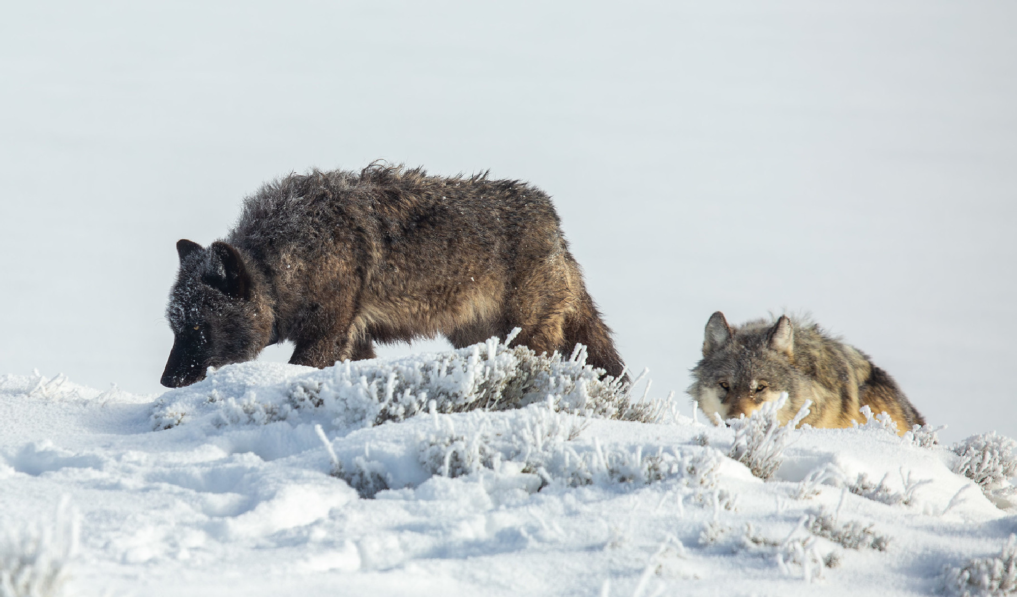 Yellowstone Superintendent Calls for Tighter Wolf Hunting Regs in Montana