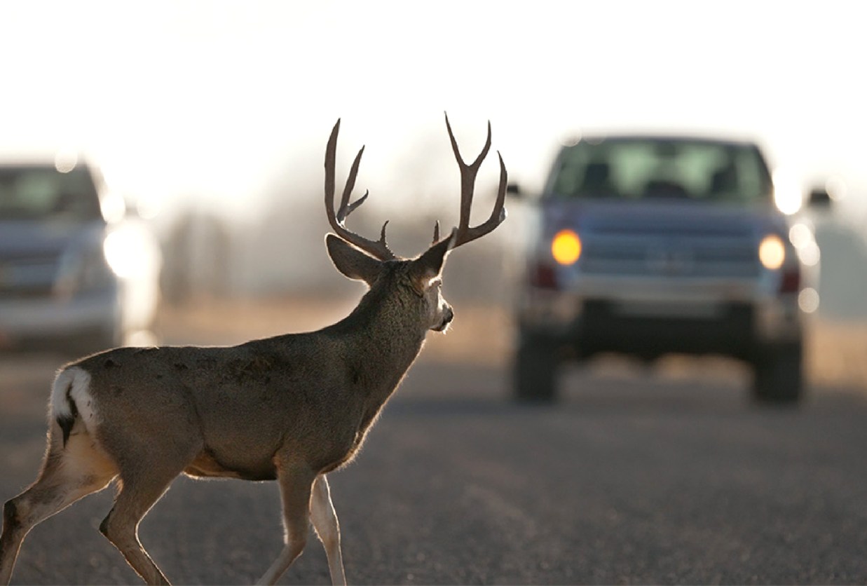 High Schoolers Invent a Thermal AI Dashcam to Reduce Collisions with Deer