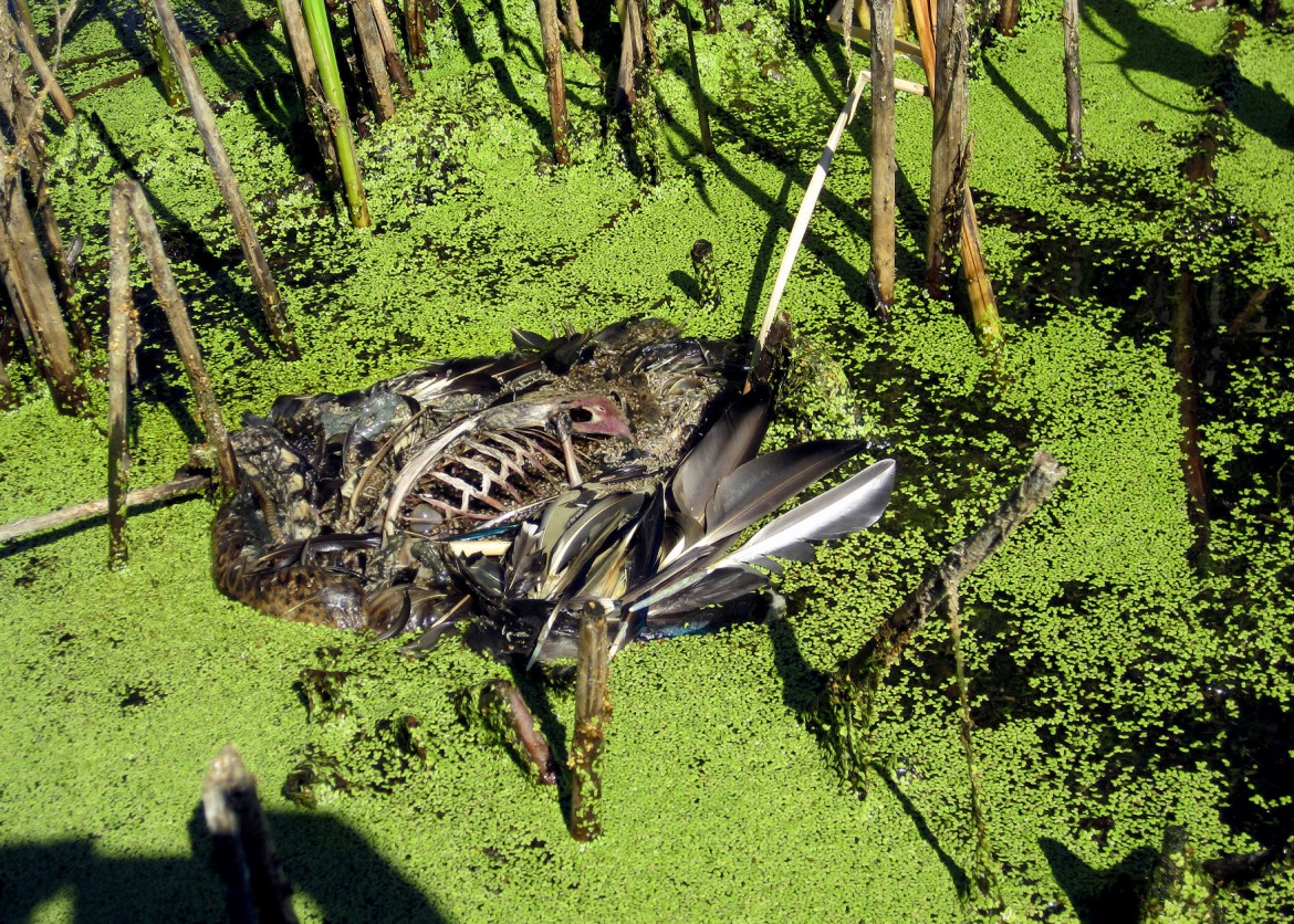 Federal Officials Confirm Botulism Outbreak at Klamath Refuges, with ...