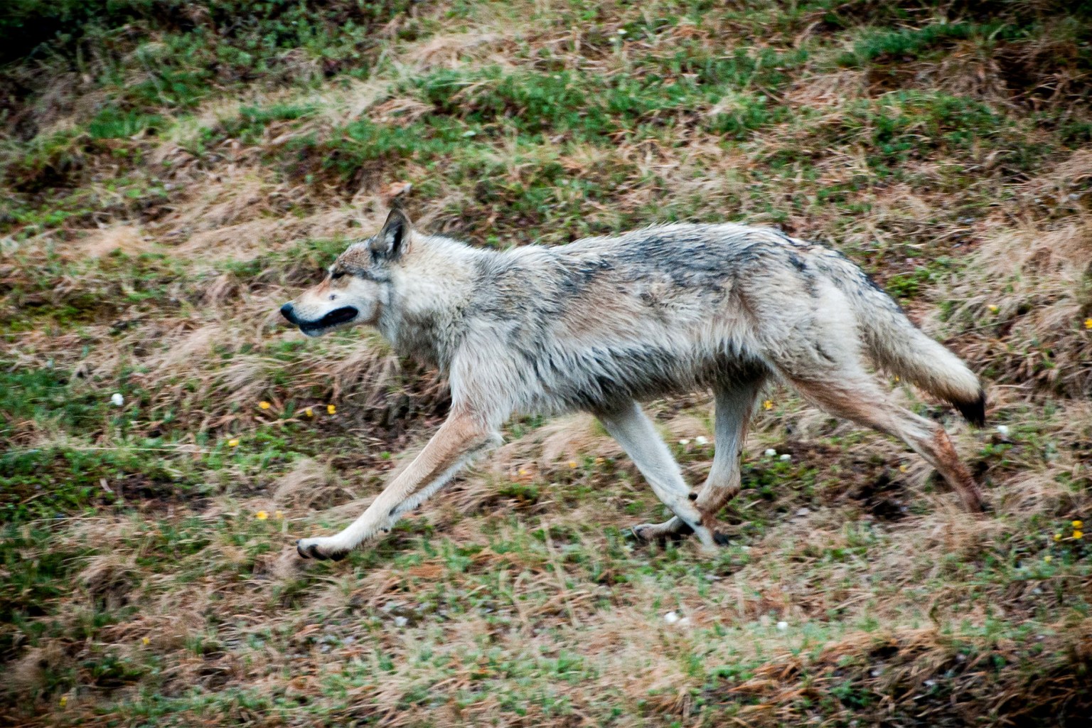 Colorado's Wolf Reintroduction Has Cost Taxpayers Double What They ...