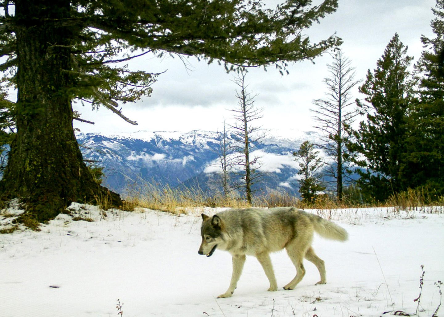 Colorado's Wolf Reintroduction Has Cost Taxpayers Double What They ...