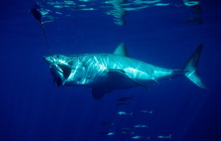 The Weirdest Things Ever Found Inside a Shark’s Stomach | Outdoor Life