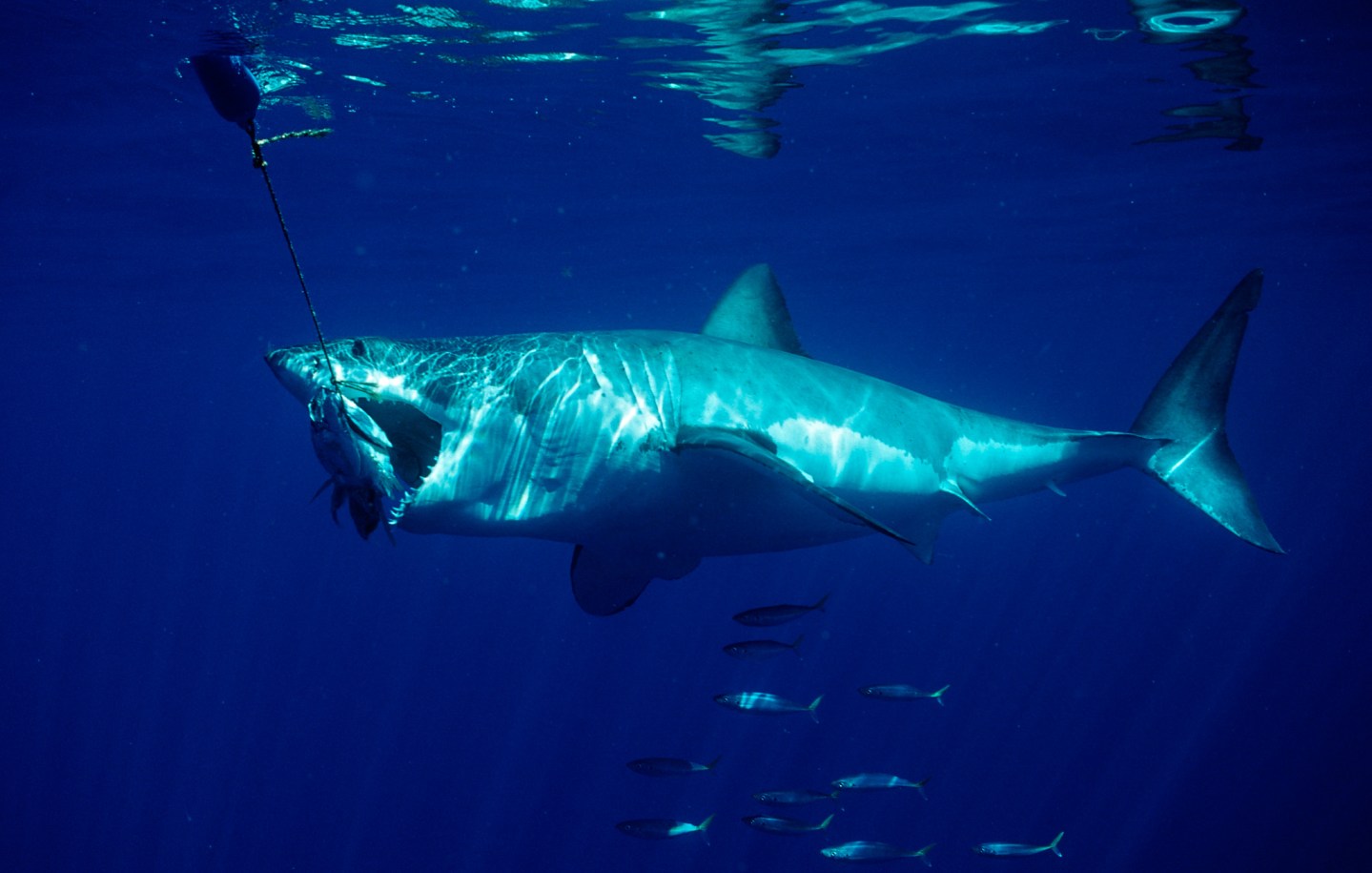 The Weirdest Things Ever Found Inside a Shark’s Stomach | Outdoor Life