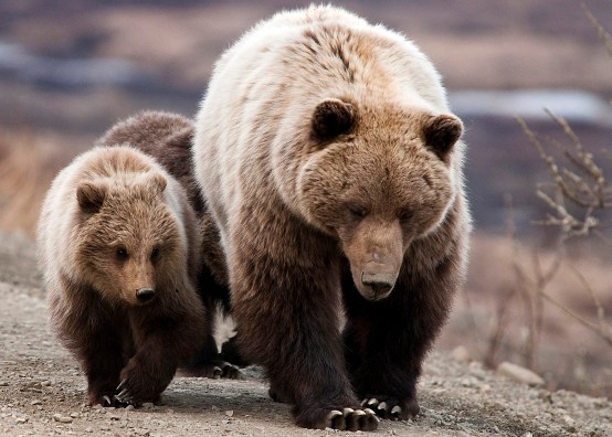 When Grizzlies Ruled California | Outdoor Life