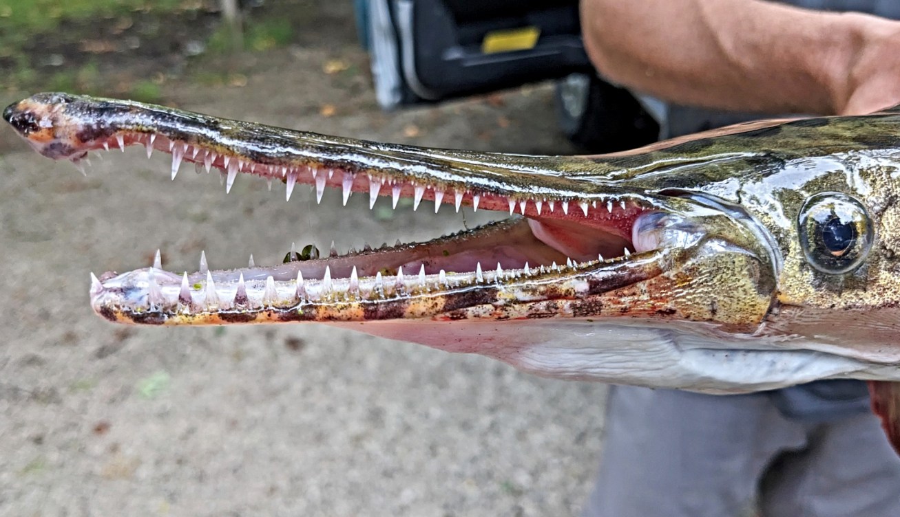 Fisherman Breaks Second Indiana Gar Record on His Quest to Get All 3 ...