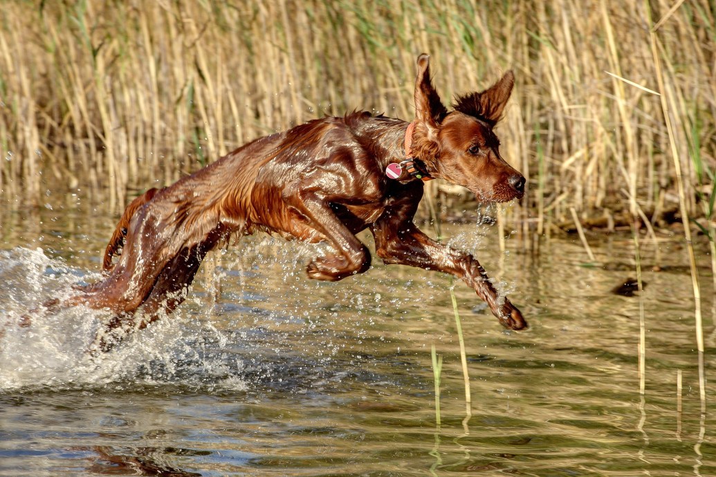 Hunting Dogs | Outdoor Life