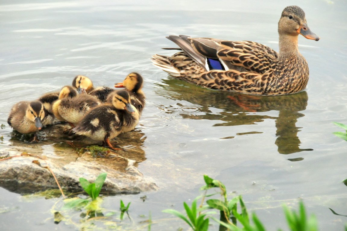 Annual USFWS Duck Survey Counts More Mallards Than Last Year