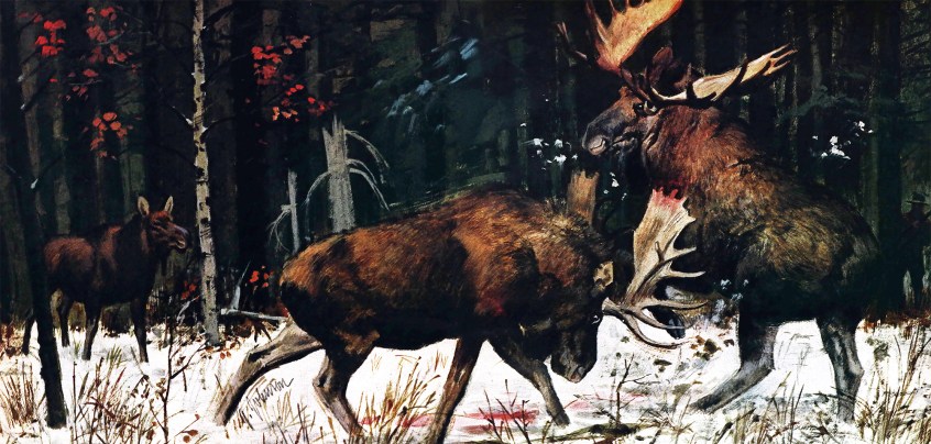 Forget Beef. Moose Makes the Best Steak | Outdoor Life