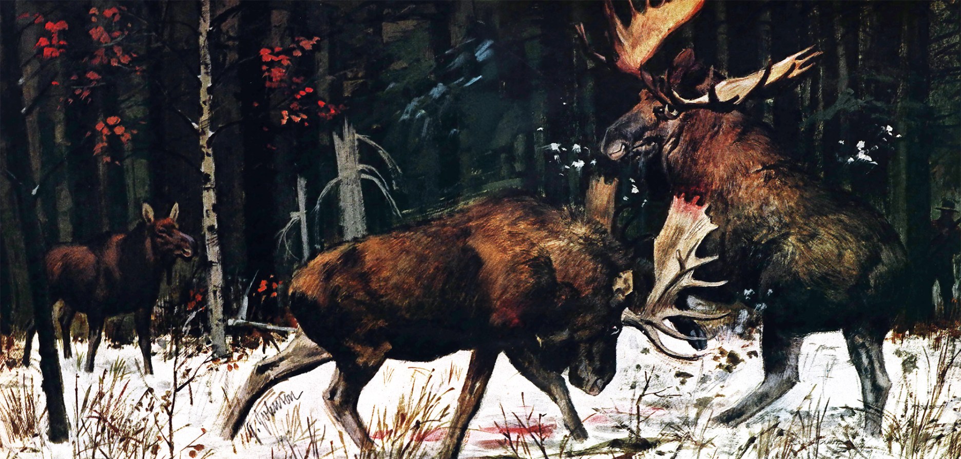 Forget Beef. Moose Makes the Best Steak | Outdoor Life