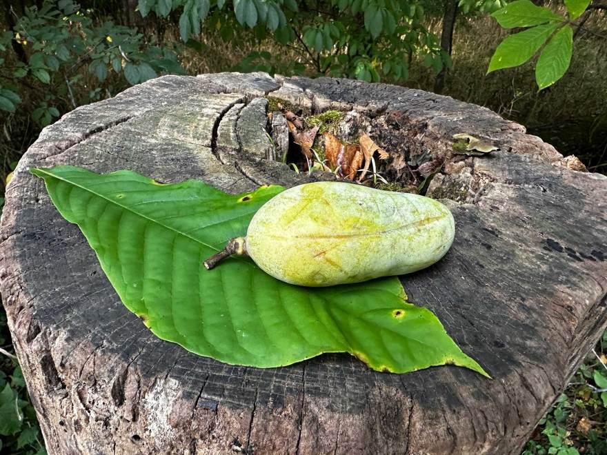 Pawpaw Fruit: Here’s How (and Why) to Forage for Pawpaw This Fall ...