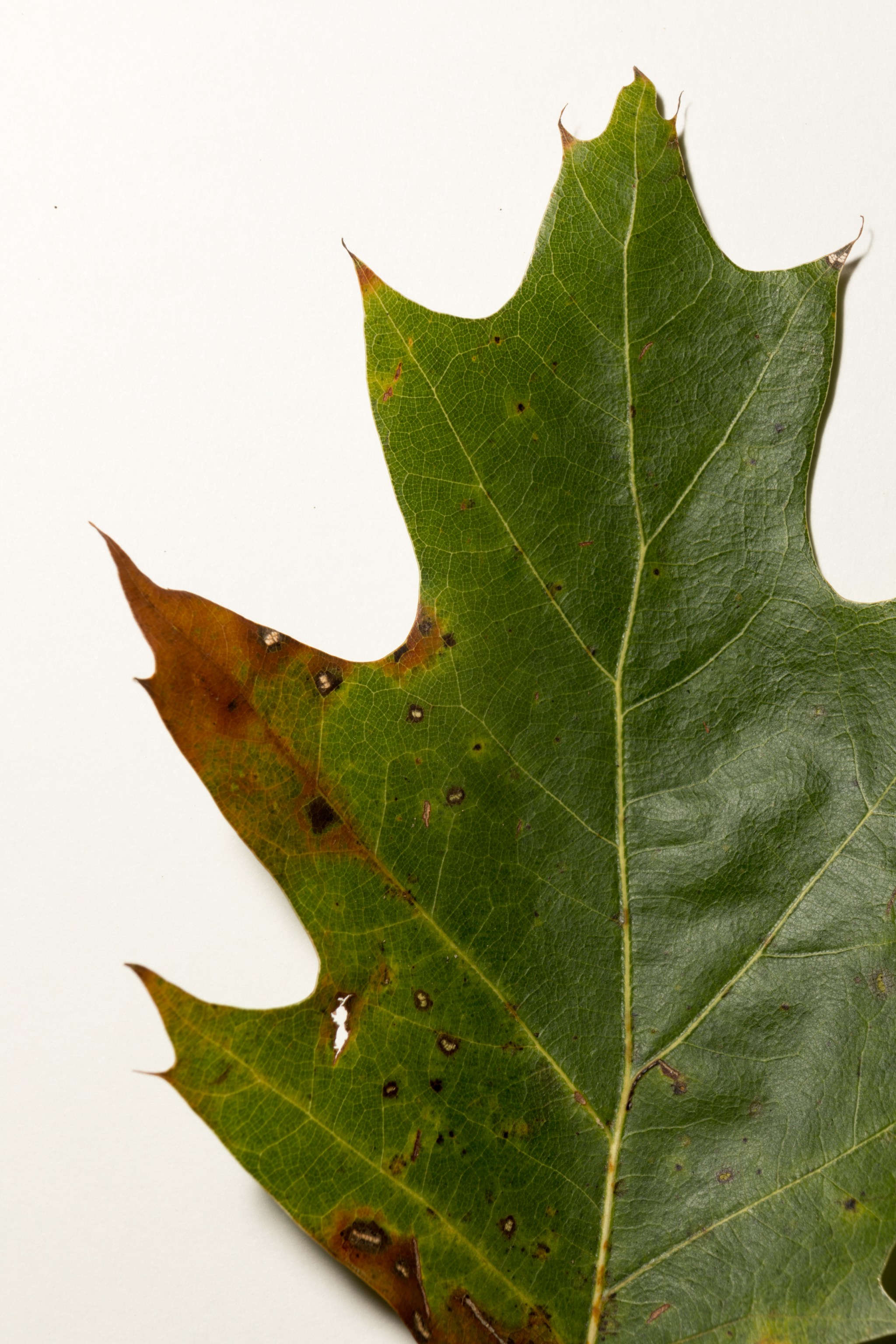 Red Oak vs White Oak Trees | Outdoor Life