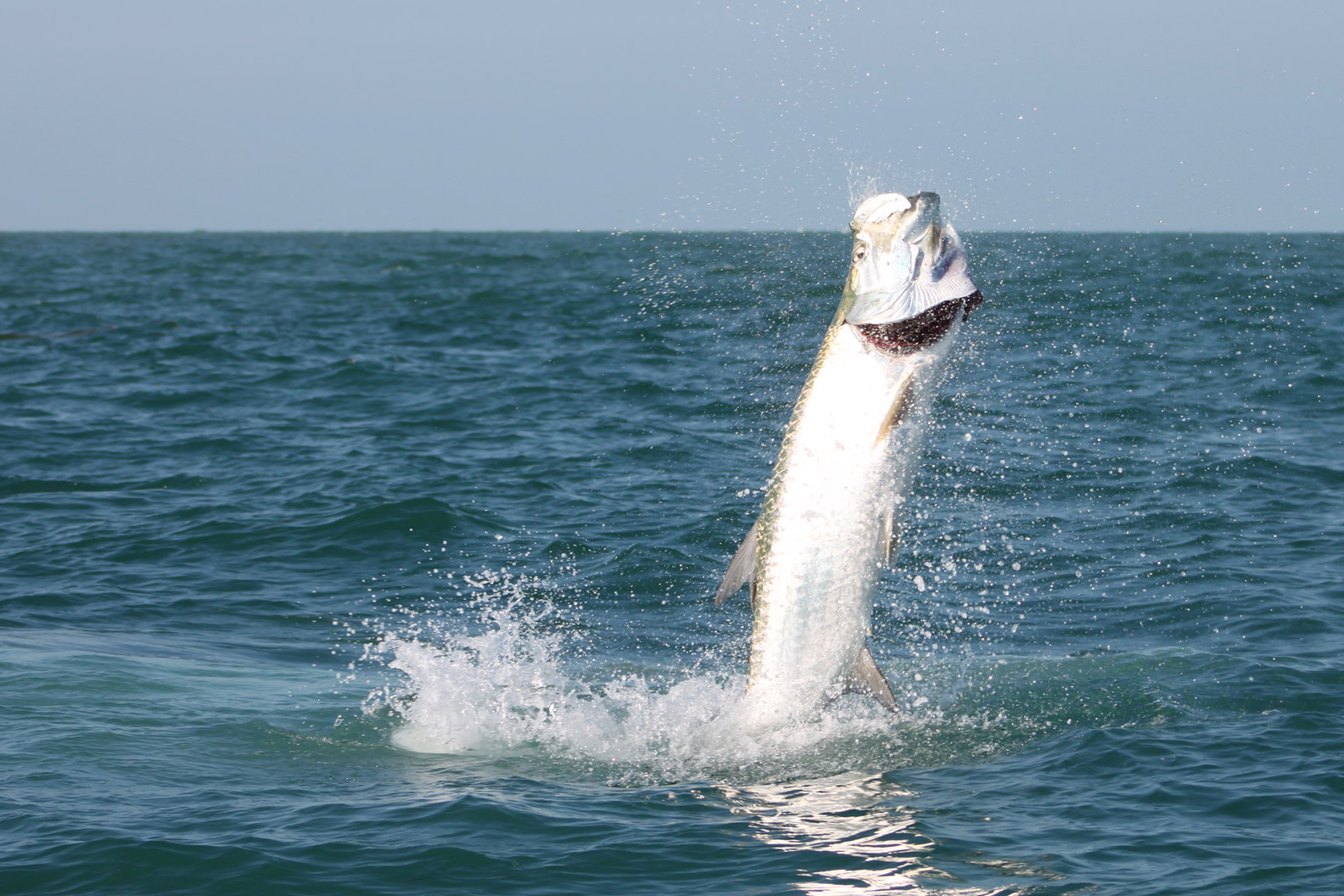 Watch: Fishermen Keep Spotting 100-Pound Tarpon in Maryland