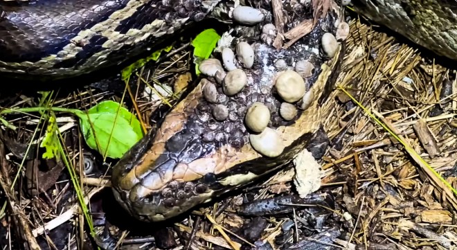 Watch: Giant Python Is Being Eaten Alive by Hundreds of Ticks | Outdoor ...
