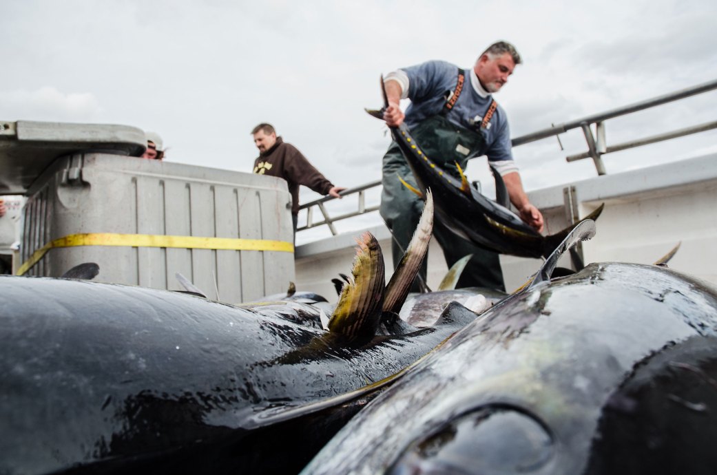Angler Catches Likely World Record Yellowfin Tuna Off the Coast of ...