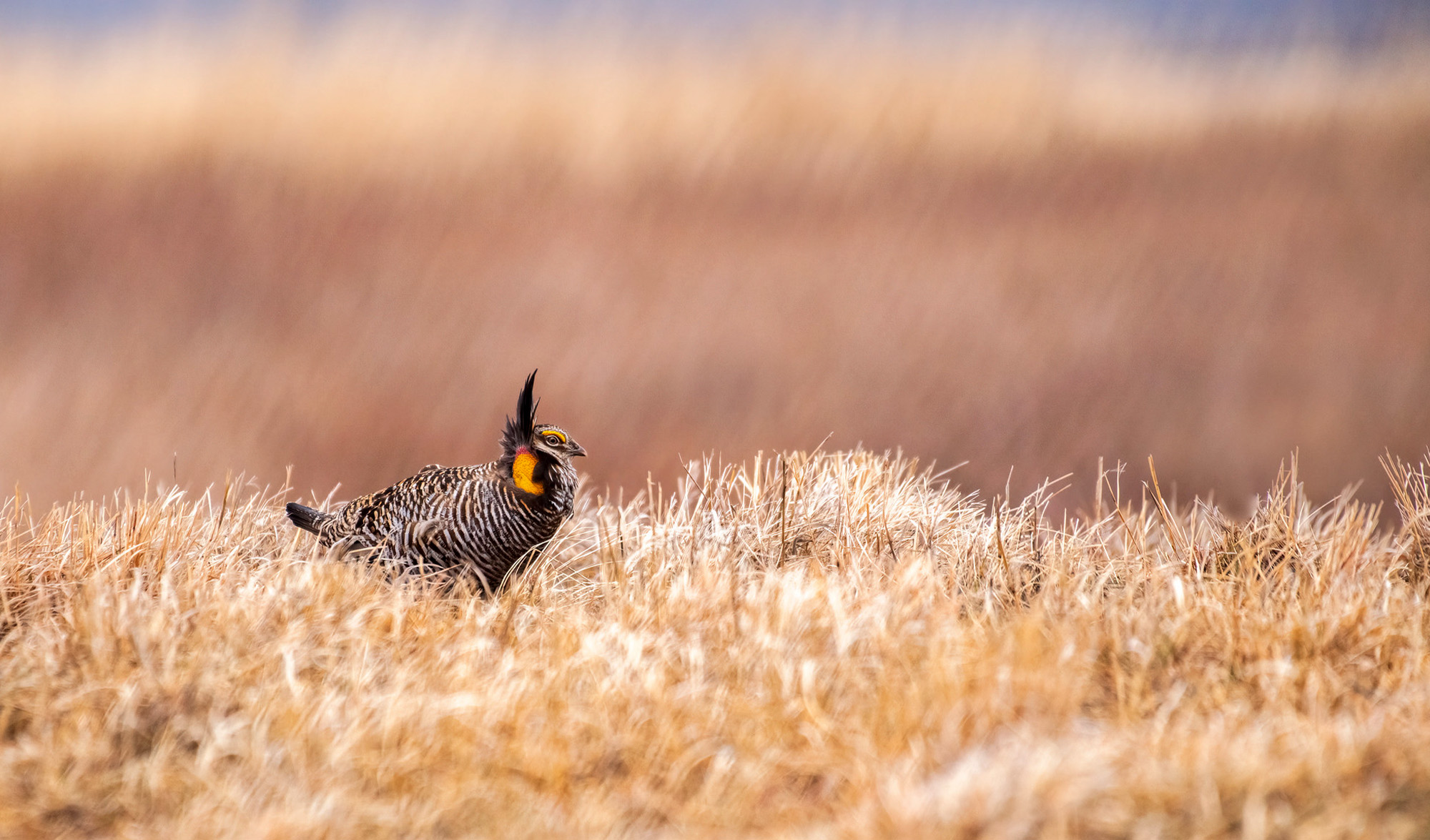 A Massive Solar Farm Is Slated for Wisconsin's Best Prairie Chicken Habitat