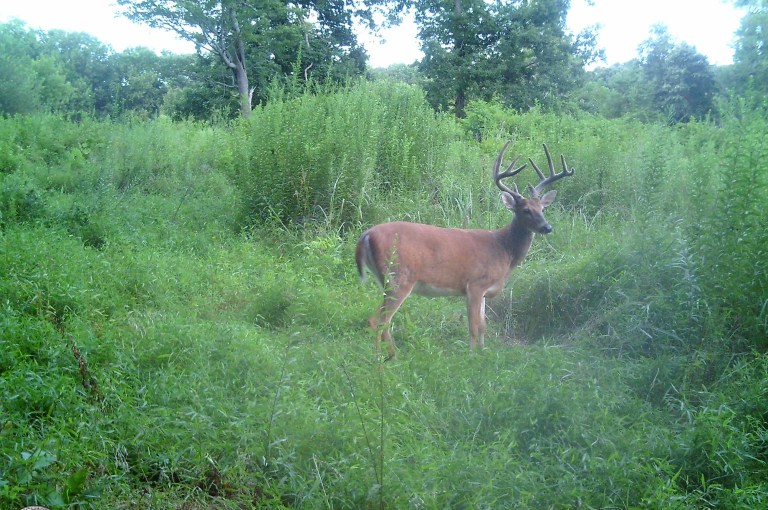 The Most Underrated Food Sources for Whitetail Deer | Outdoor Life