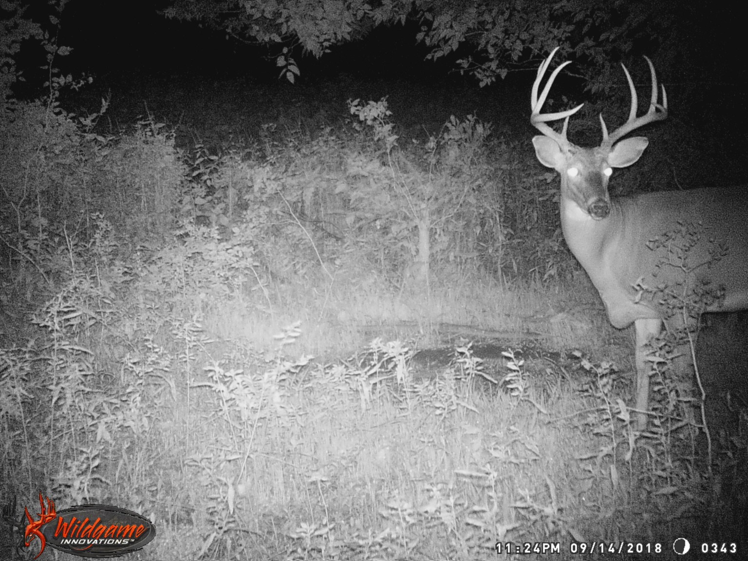 The 15 Secrets to Patterning an Early-Season Buck | Outdoor Life