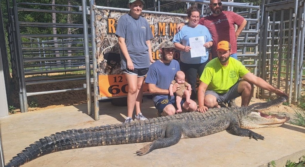 Mississippi Alligator Breaks 2 State Records; Could Be New World Record ...